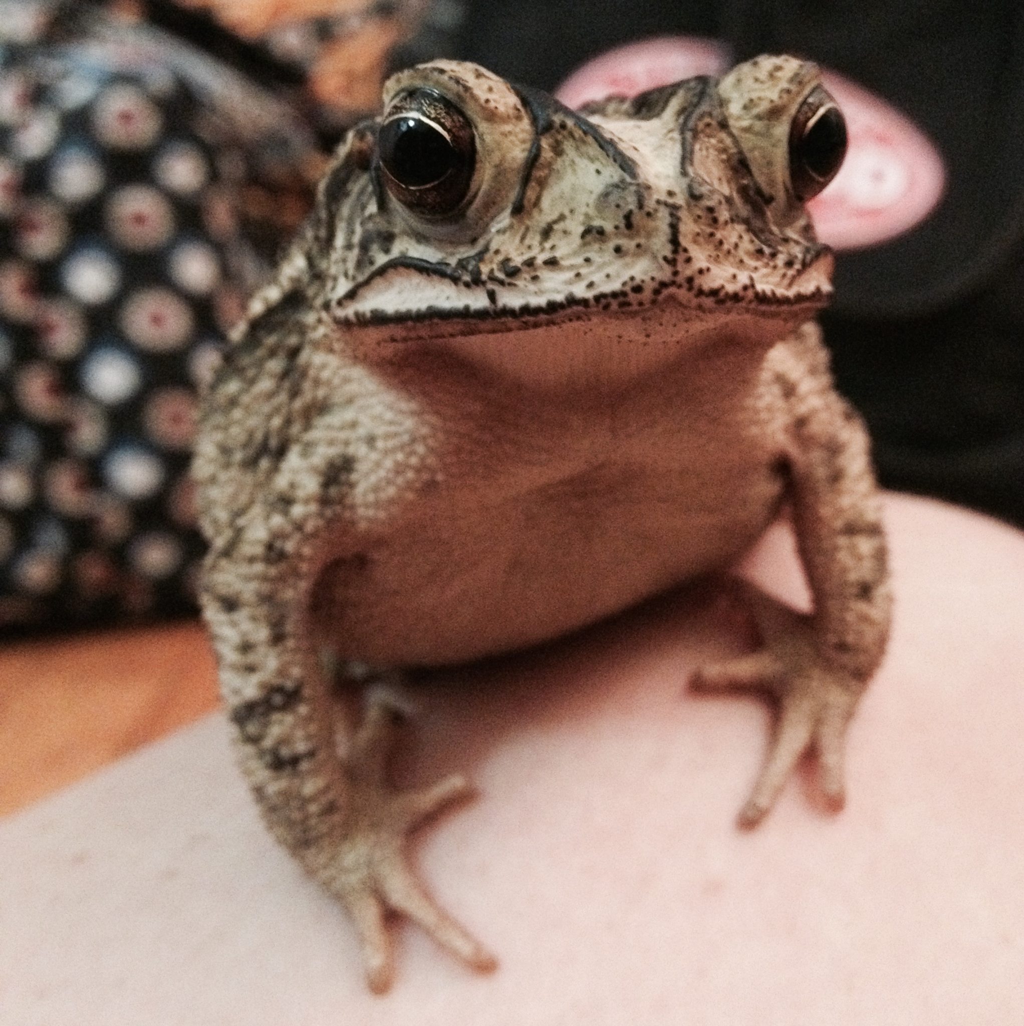 Home | Toad Fancy